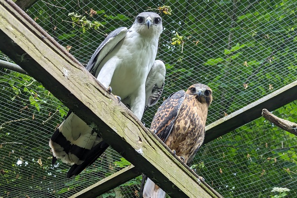 2024 - Cotswold Falconry Centre